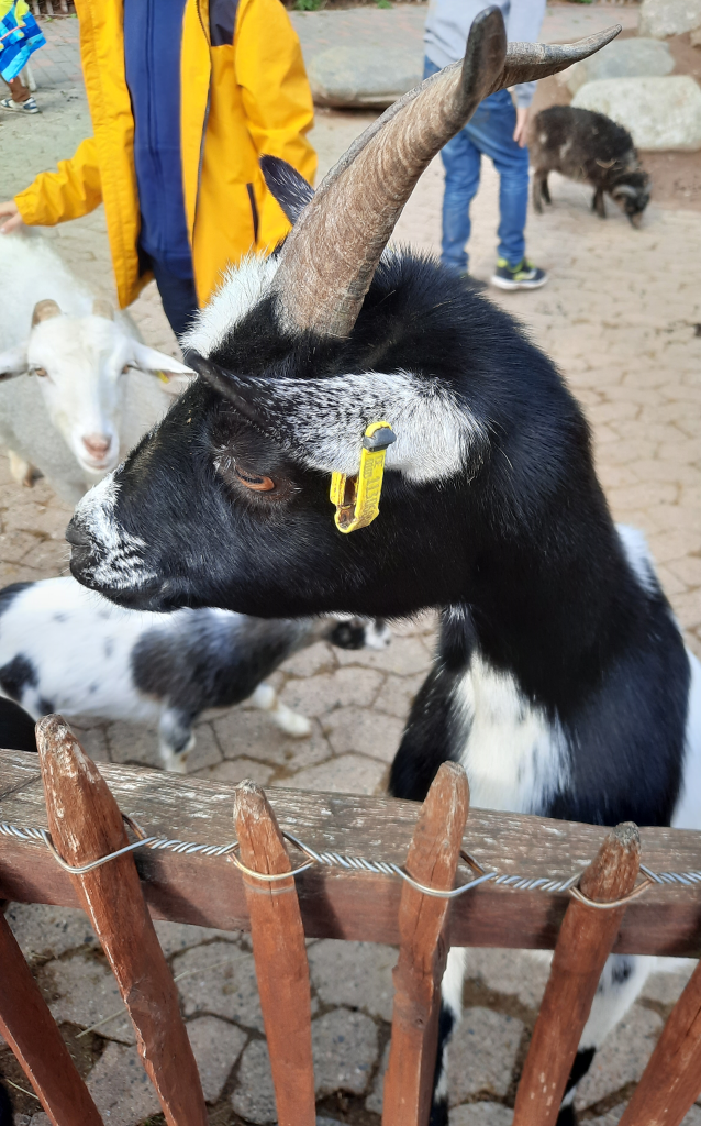 Ziege – Waldschule Tülau-Voitze